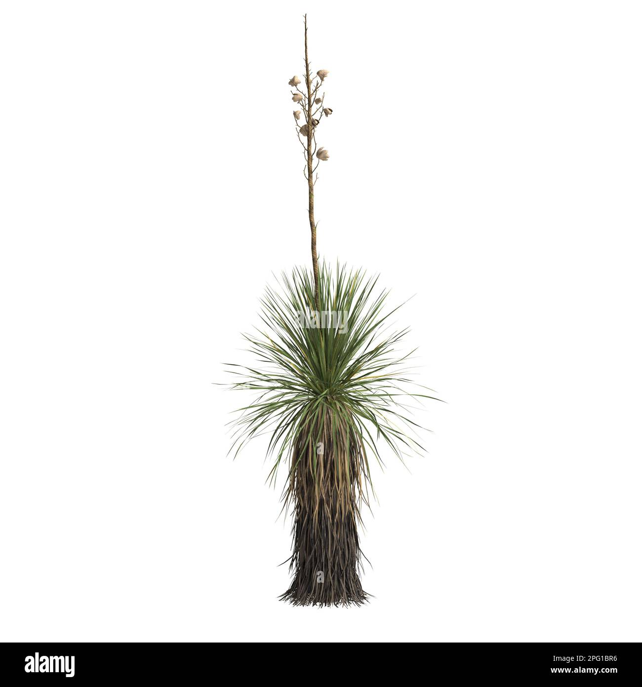 Arizona grassland Cut Out Stock Images & Pictures - Alamy