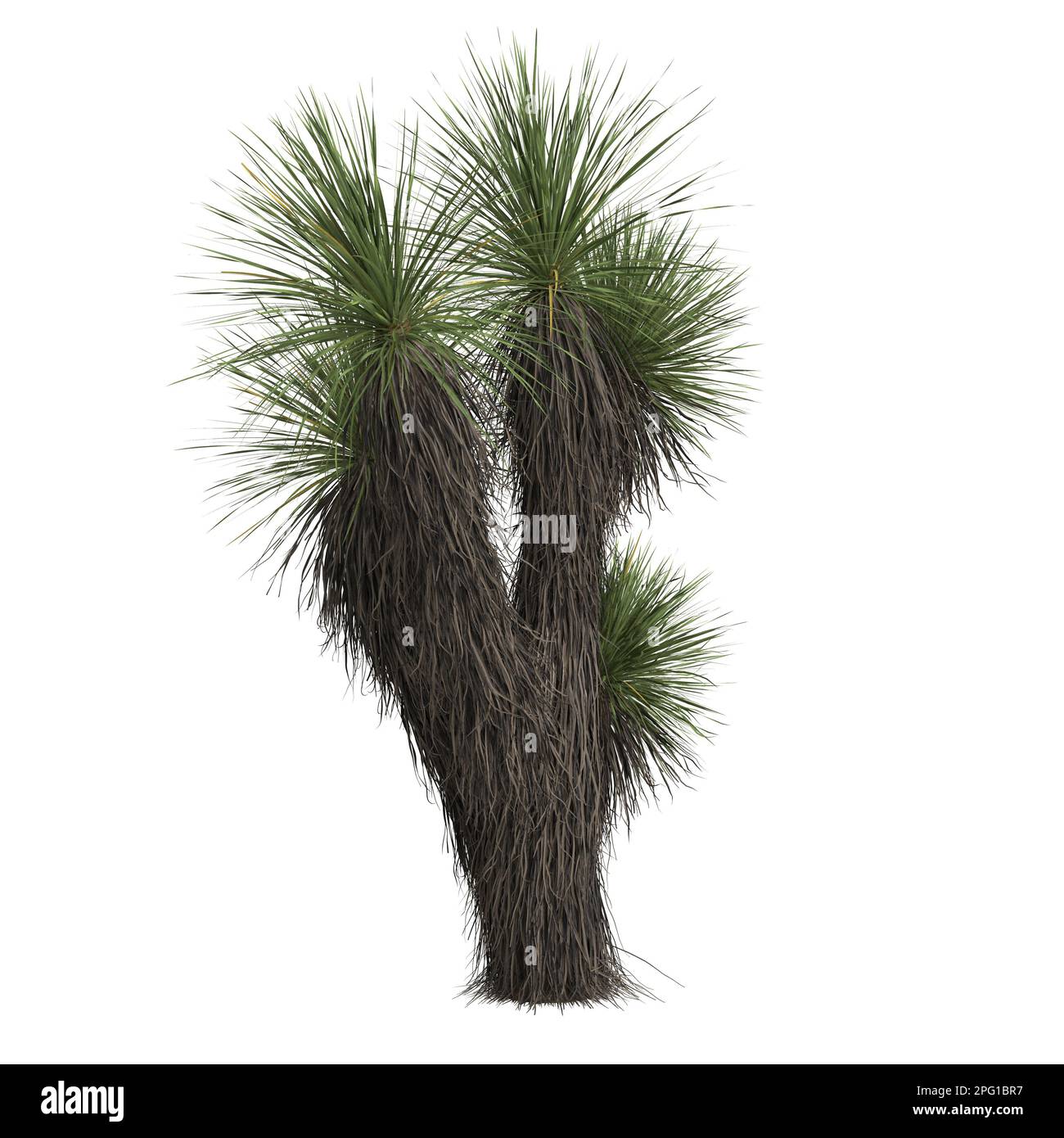 Arizona grassland Cut Out Stock Images & Pictures - Alamy