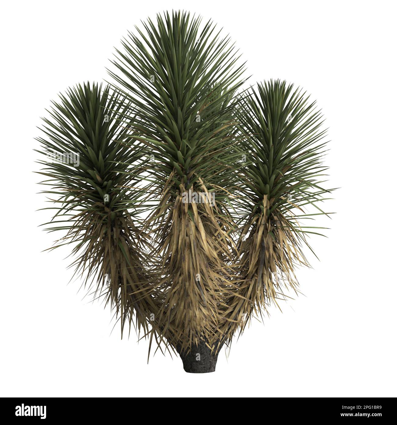 3d illustration of yucca decipiens isolated on white background Stock ...