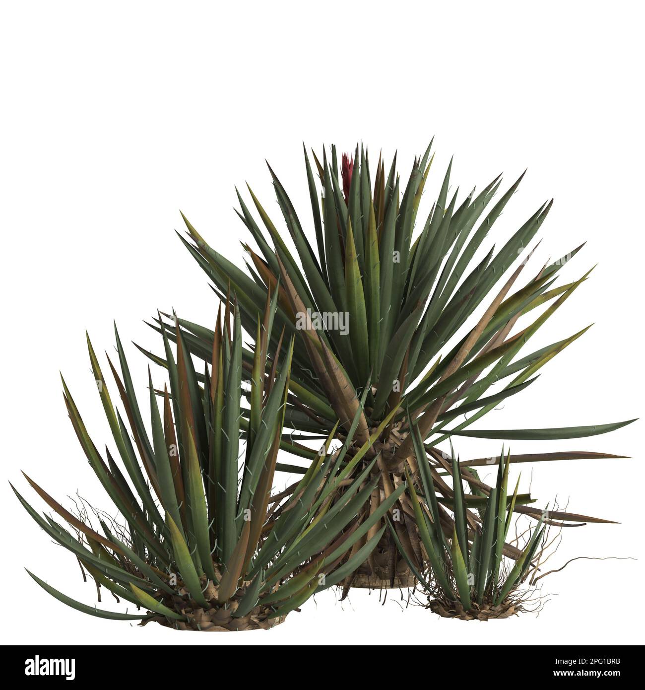 3d illustration of yucca baccata bush isolated on white background ...