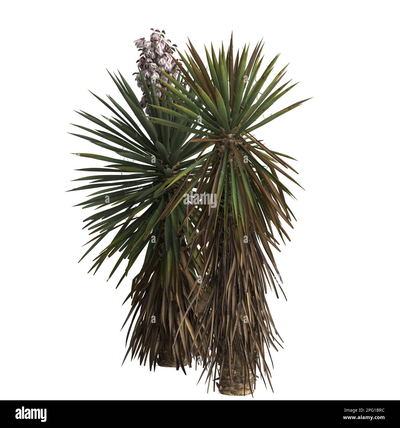 3d illustration of yucca baccata bush isolated on white background ...