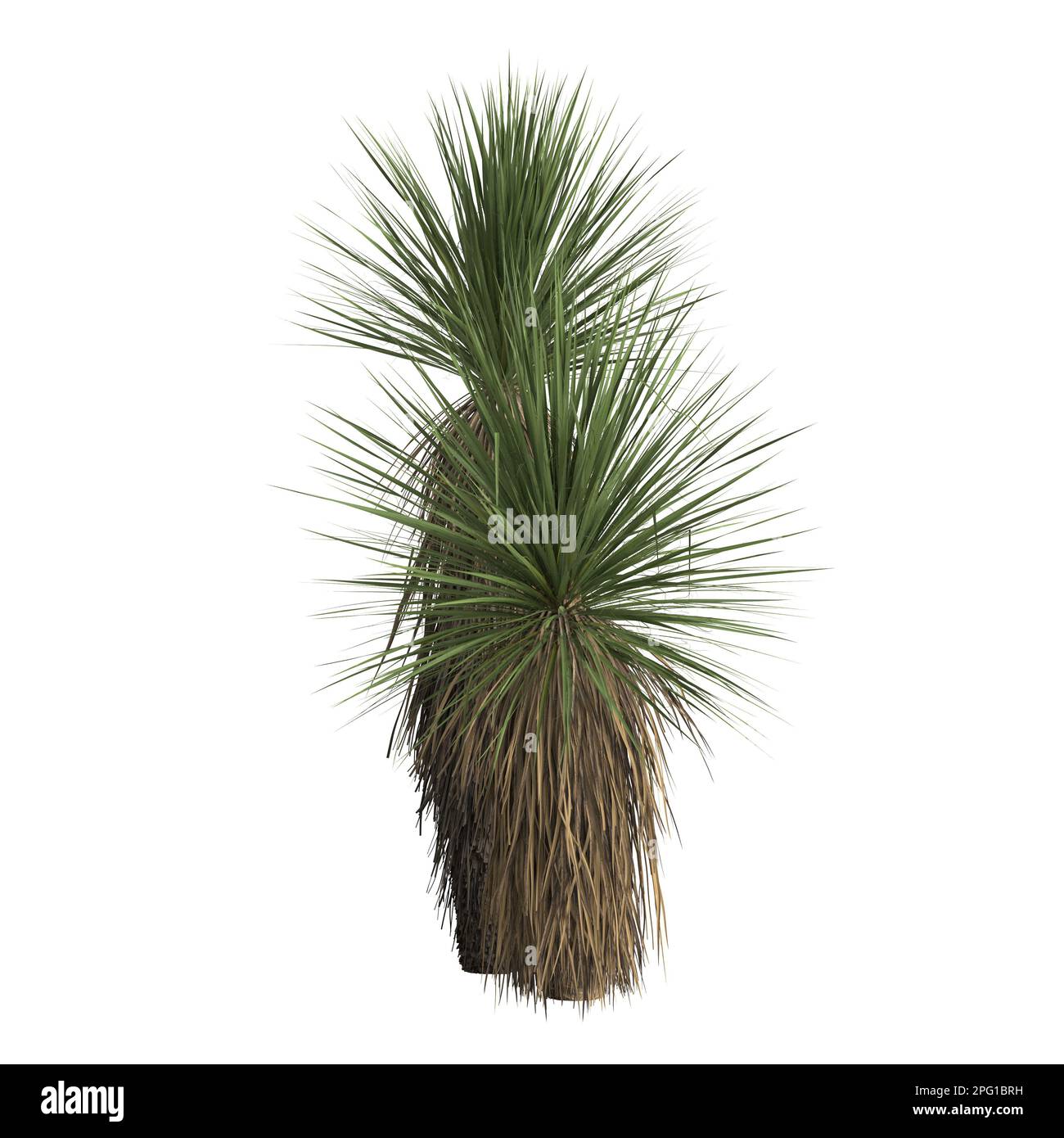 Arizona grassland Cut Out Stock Images & Pictures - Alamy