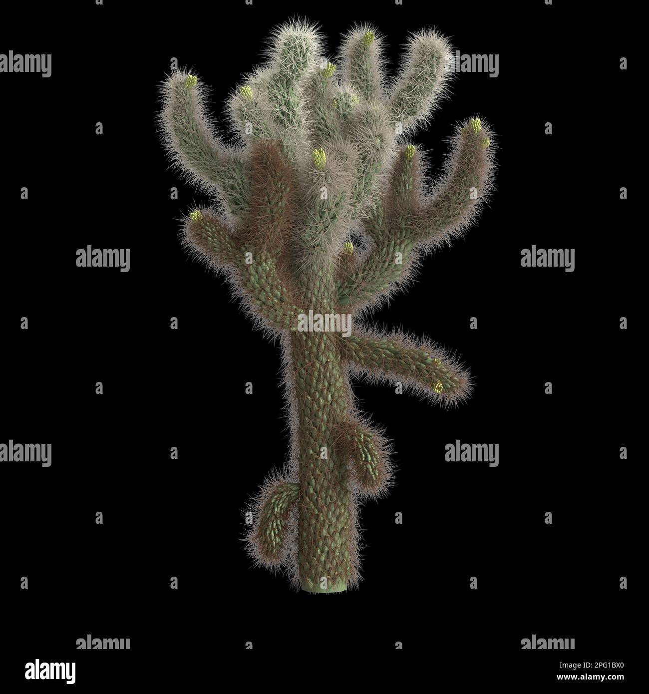 3d illustration of cholla luminance bush isolated on black background ...