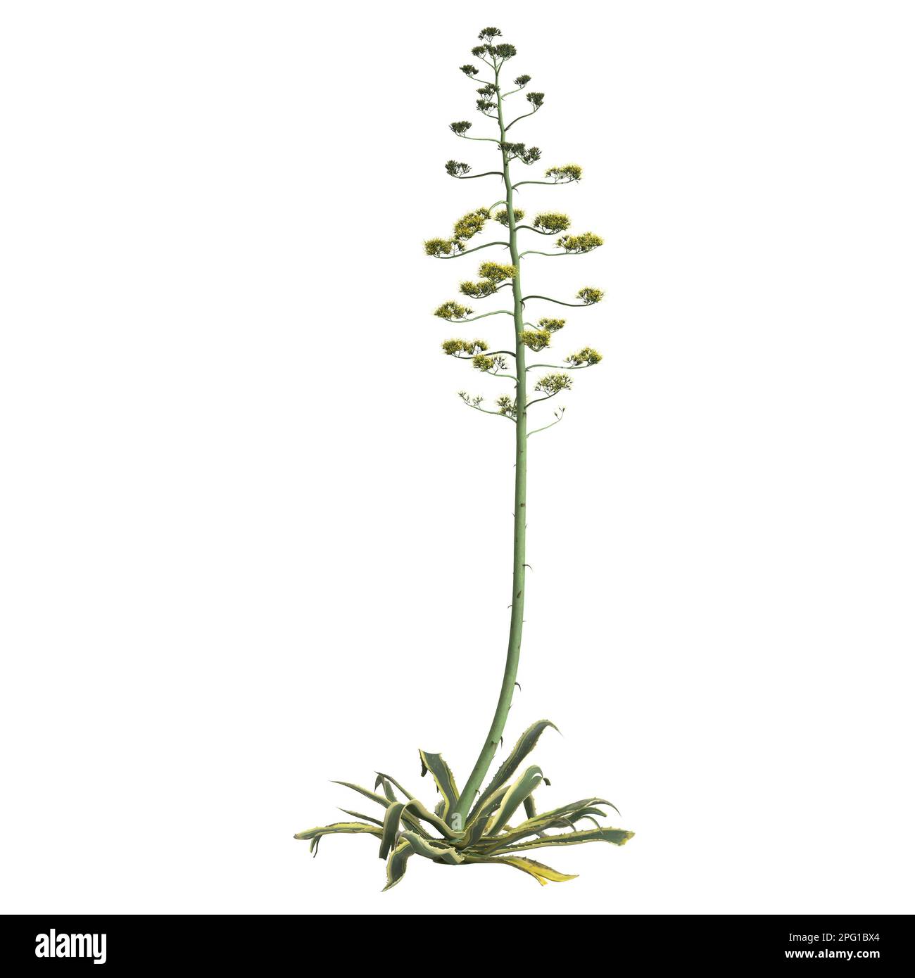 Agave field Cut Out Stock Images & Pictures - Alamy