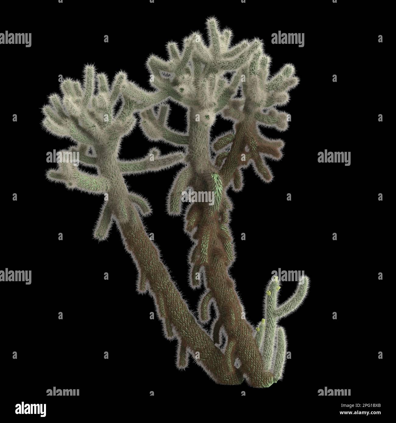 3d illustration of cholla luminance bush isolated on black background ...