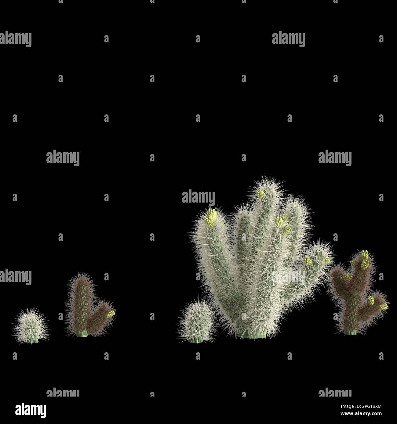 3d illustration of cholla luminance bush isolated on black background ...