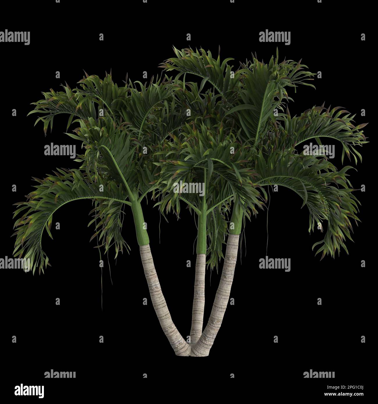 3d illustration of adonidia merrillii palm isolated on black background ...