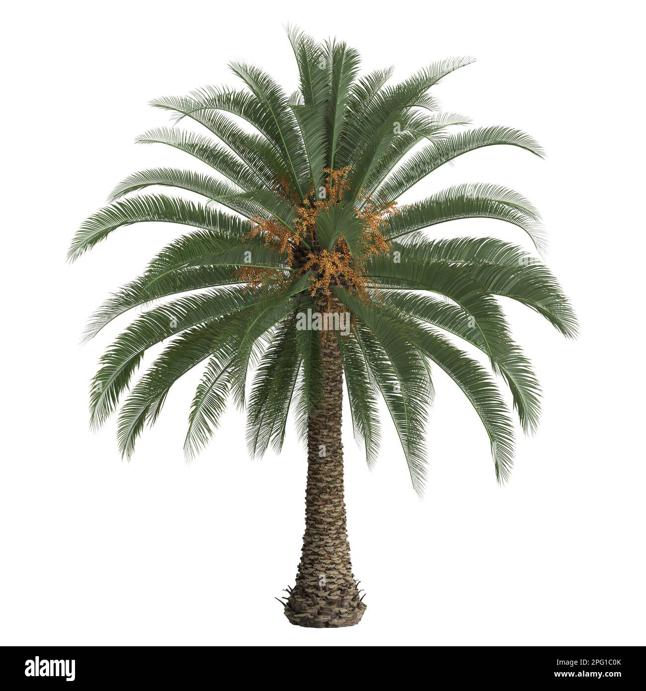 3d illustration of phoenix canariensis palm isolated on white ...