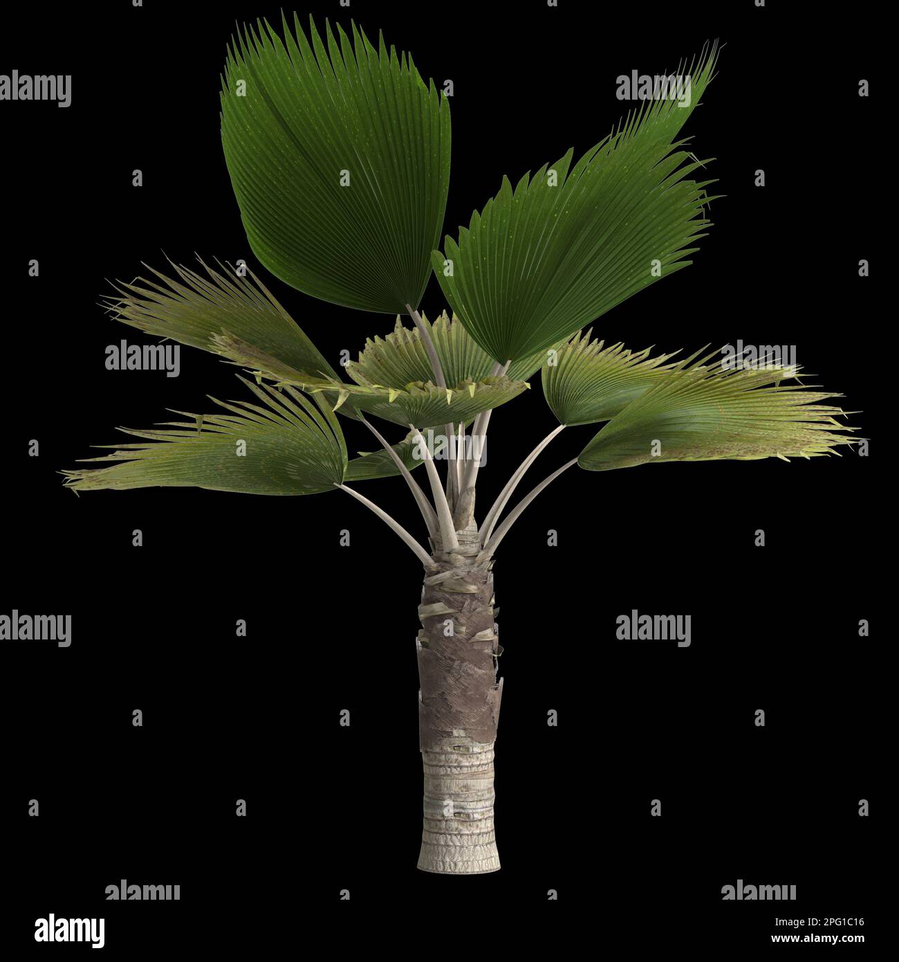 3d illustration of pritchardia pacifica palm isolated on black ...