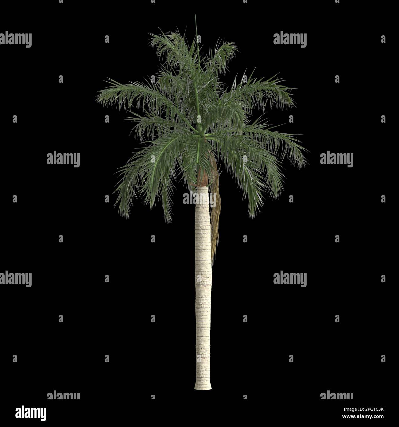 3d illustration of roystonea regia palm isolated on black background ...
