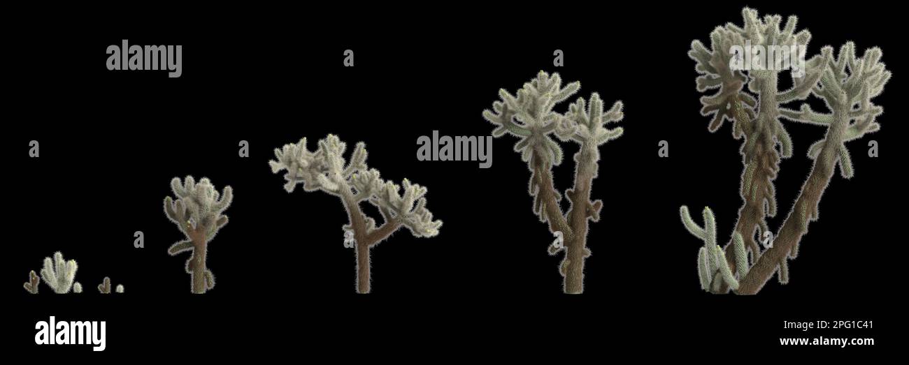 3d illustration of set cholla luminance bush isolated on black ...