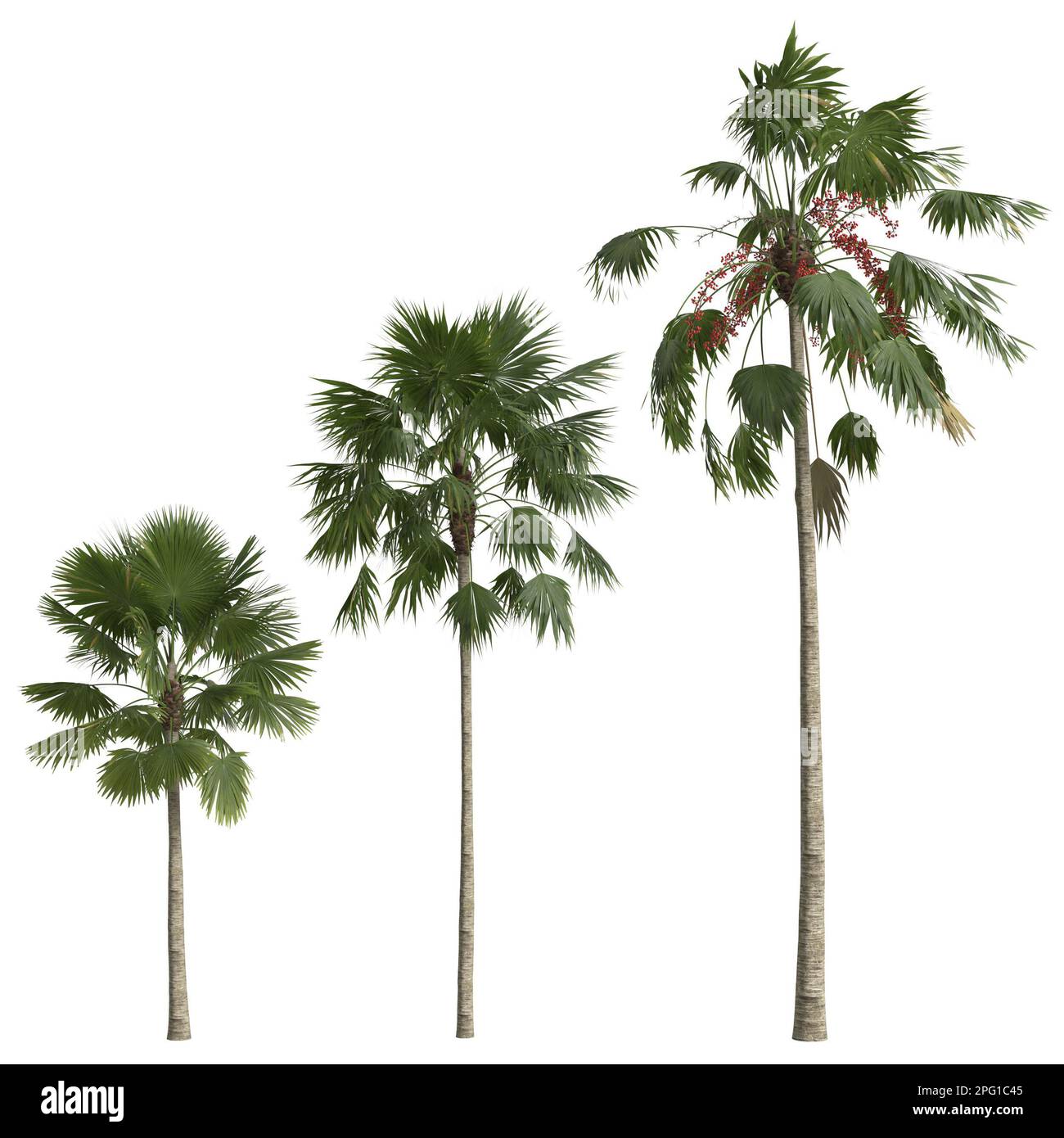 3d illustration of set saribus rotundifolius palm isolated on white ...