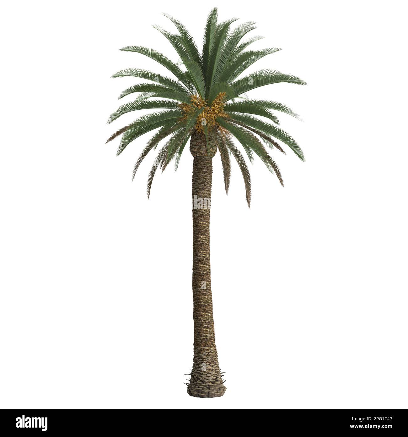 3d illustration of phoenix canariensis palm isolated on white ...