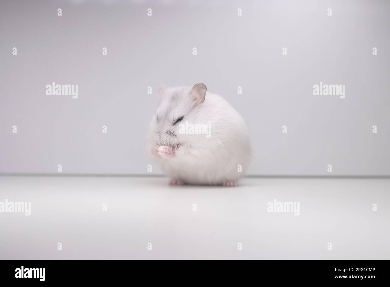 folded in prayer hamster's paws Stock Photo - Alamy