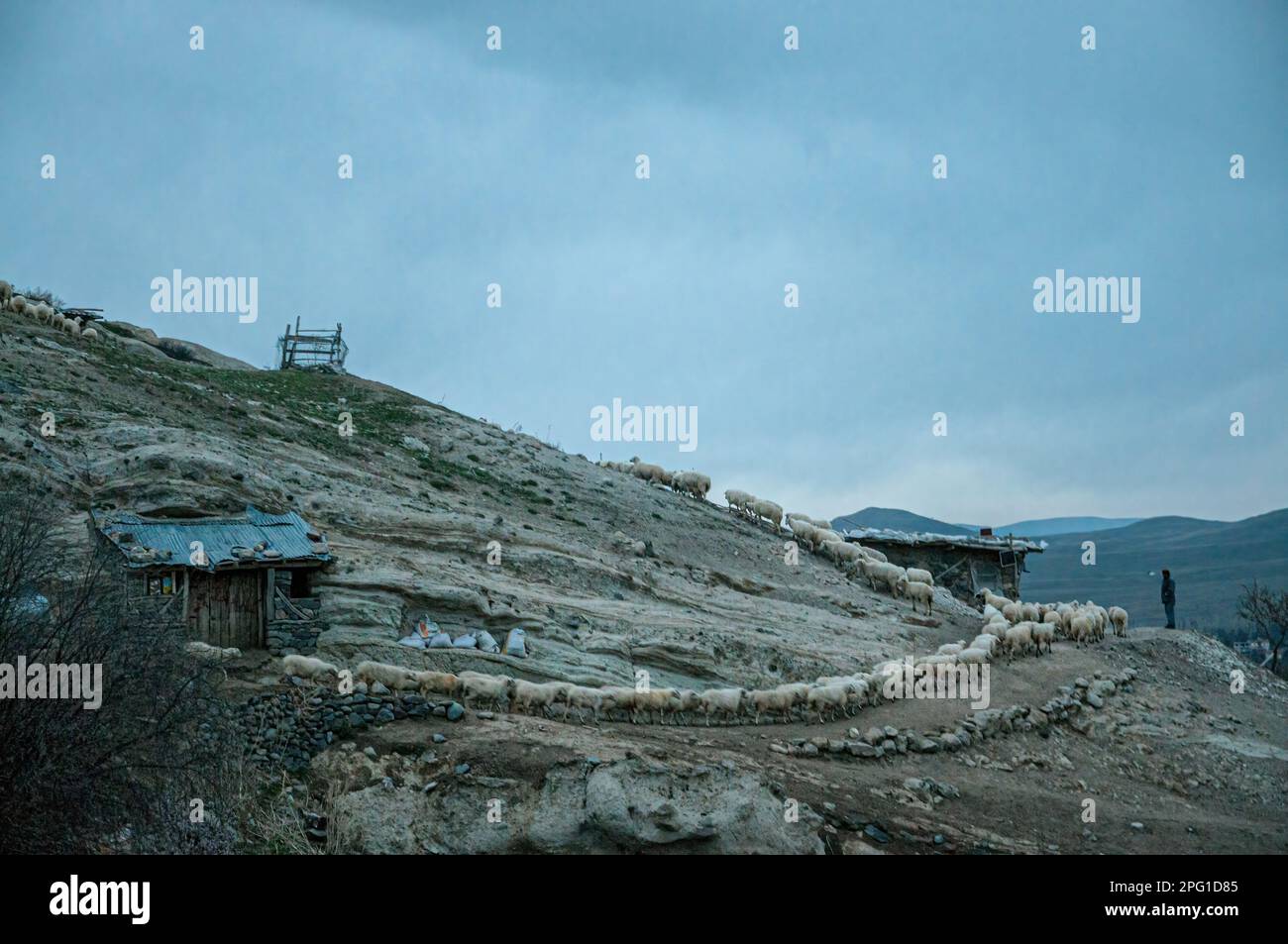 A shepherd lets his sheep into the barn. In the Kark?n Village of ...