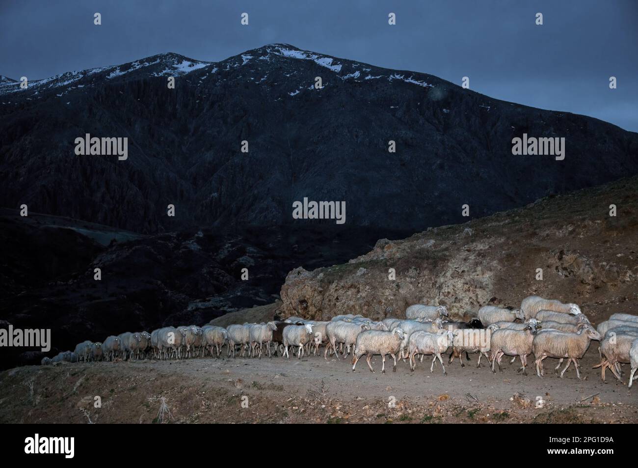 Sheep return from the plateau in flock near dark. In the Kark?n Village ...