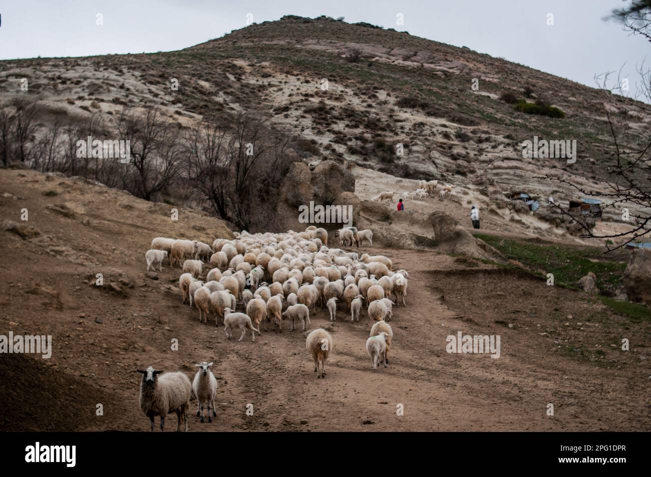 Afyonkarahisar, Turkey. 23rd Mar, 2016. A flock of sheep makes their ...
