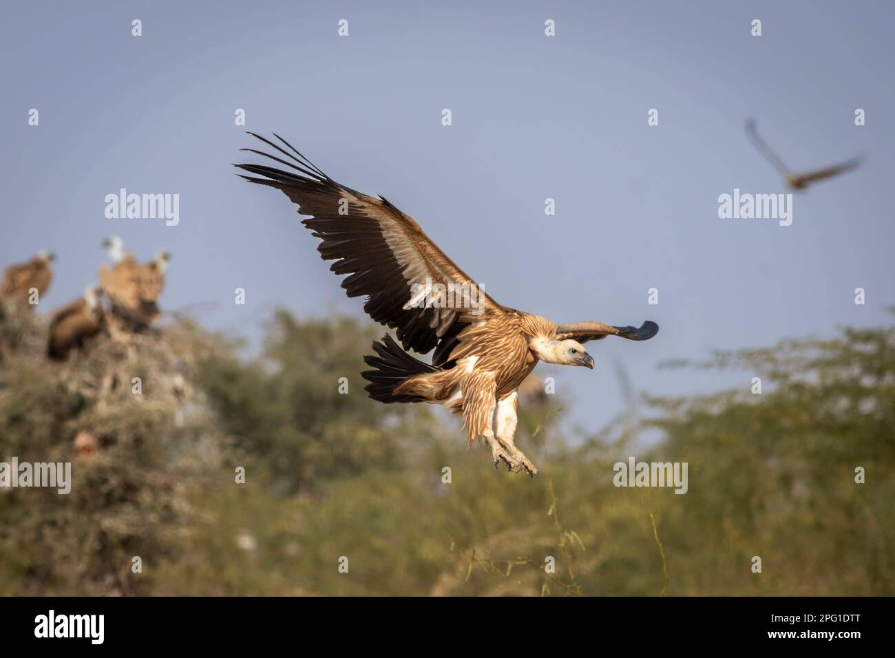 Himalayan vulture or Gyps himalayensis or Himalayan griffon vulture ...