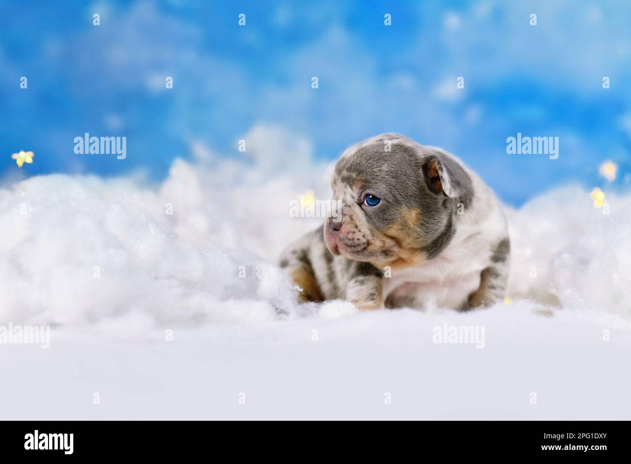 Merle French Bulldog dog puppy between fluffy clouds Stock Photo - Alamy