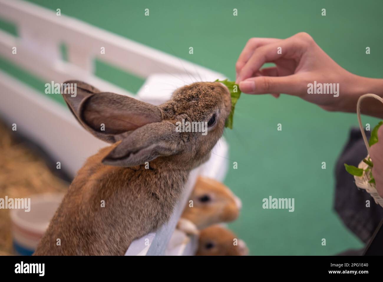 Feeding rabbits hi-res stock photography and images - Alamy