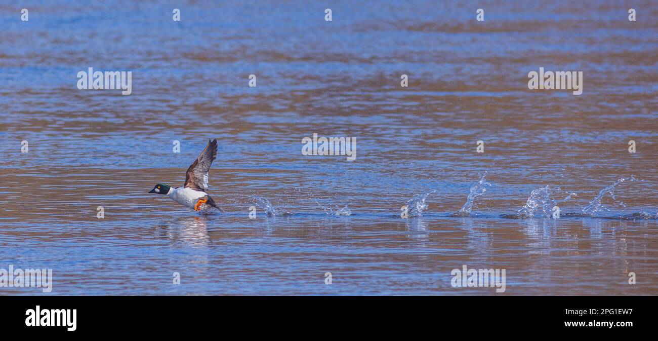 The common goldeneye - Bucephala clangula. Bird running on the water ...