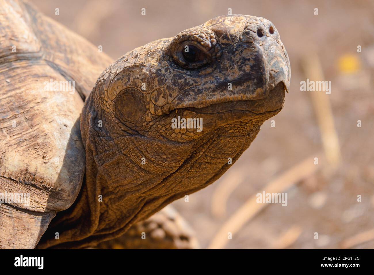 A portrait of a tortoise in the wild at Nakuru, Kenya Stock Photo - Alamy