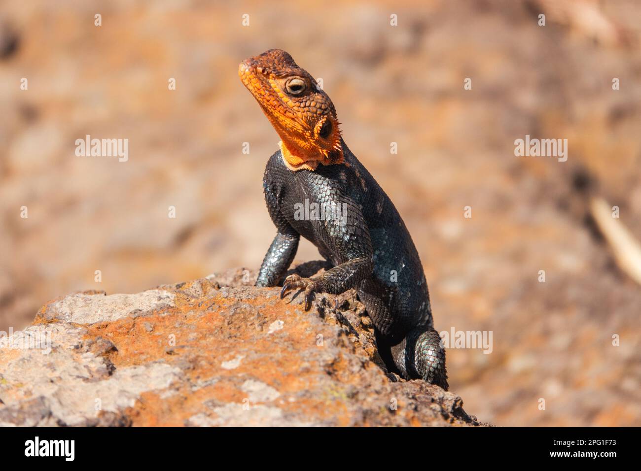 A portrait of a male agama lizard on a volcanic rock in Nakuru, Kenya ...