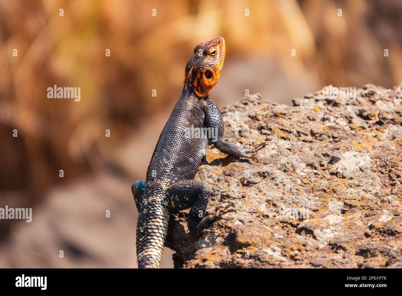 A portrait of a male agama lizard on a volcanic rock in Nakuru, Kenya ...