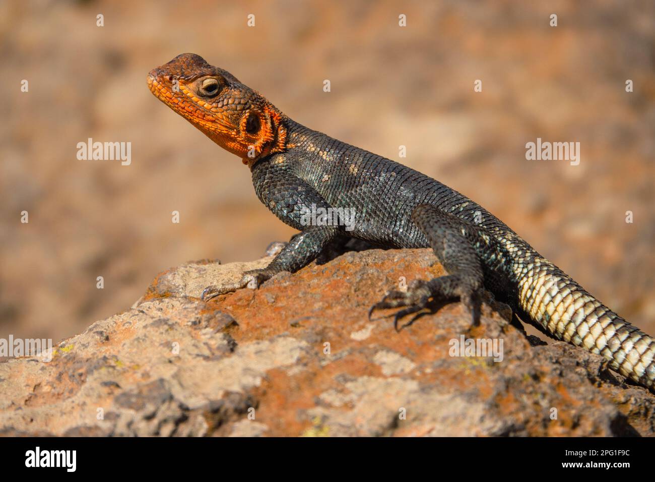 A portrait of a male agama lizard on a volcanic rock in Nakuru, Kenya ...