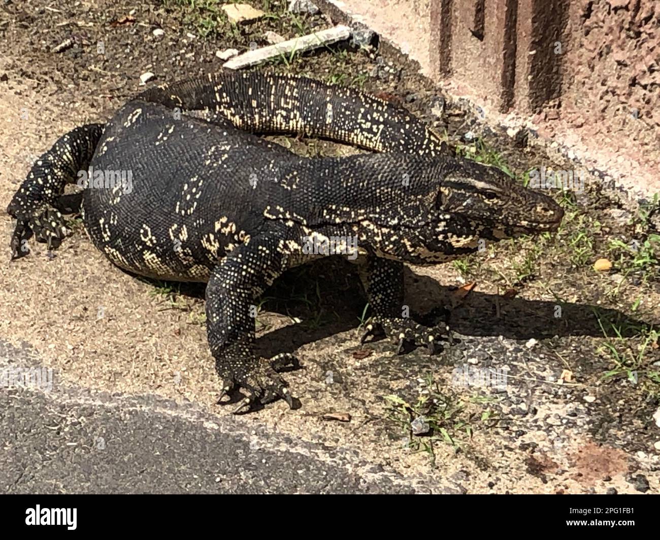 Reptiles in Sri Lanka. Visit Sri Lanka Stock Photo - Alamy