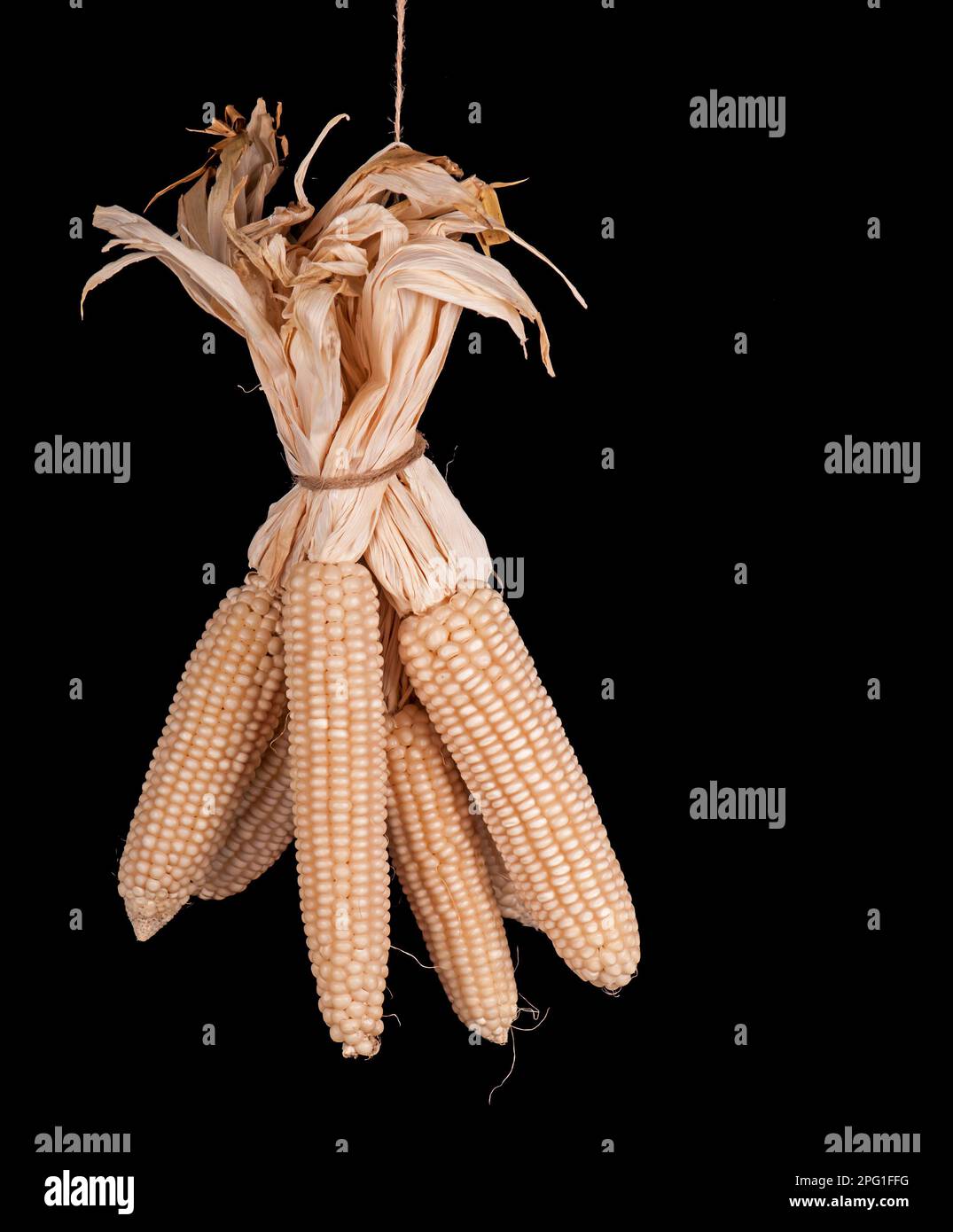 bunch of dry corn cobs on black background Stock Photo - Alamy