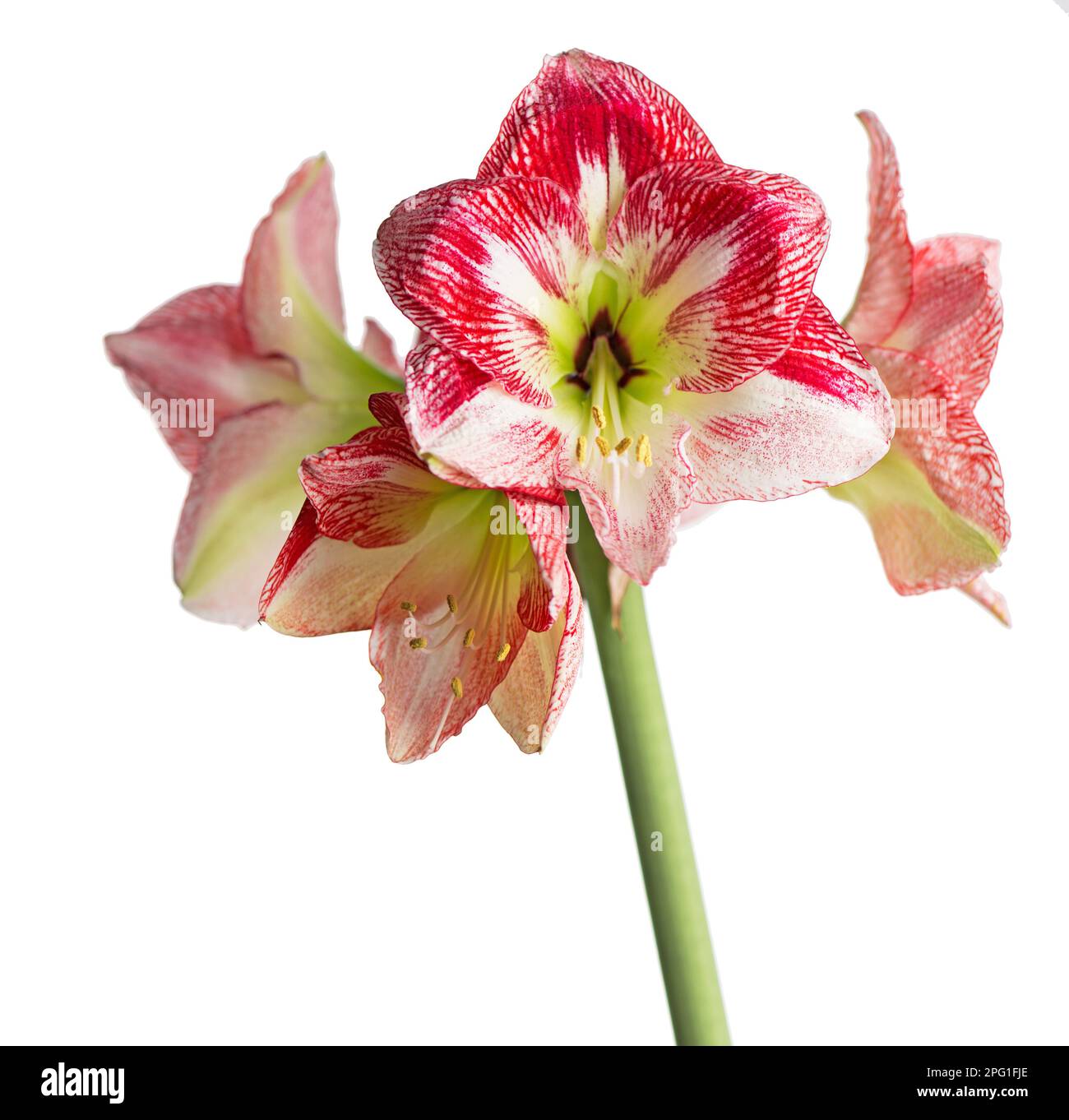 Hippeastrum or Amaryllis flowers ,Pink amaryllis flowers isolated on ...