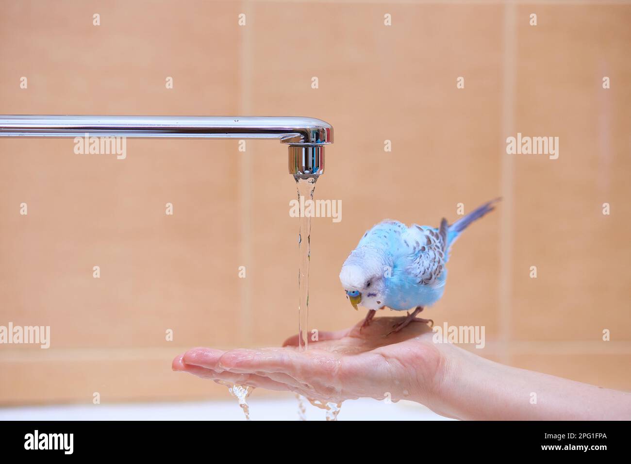 Parrot water tap hi-res stock photography and images - Alamy