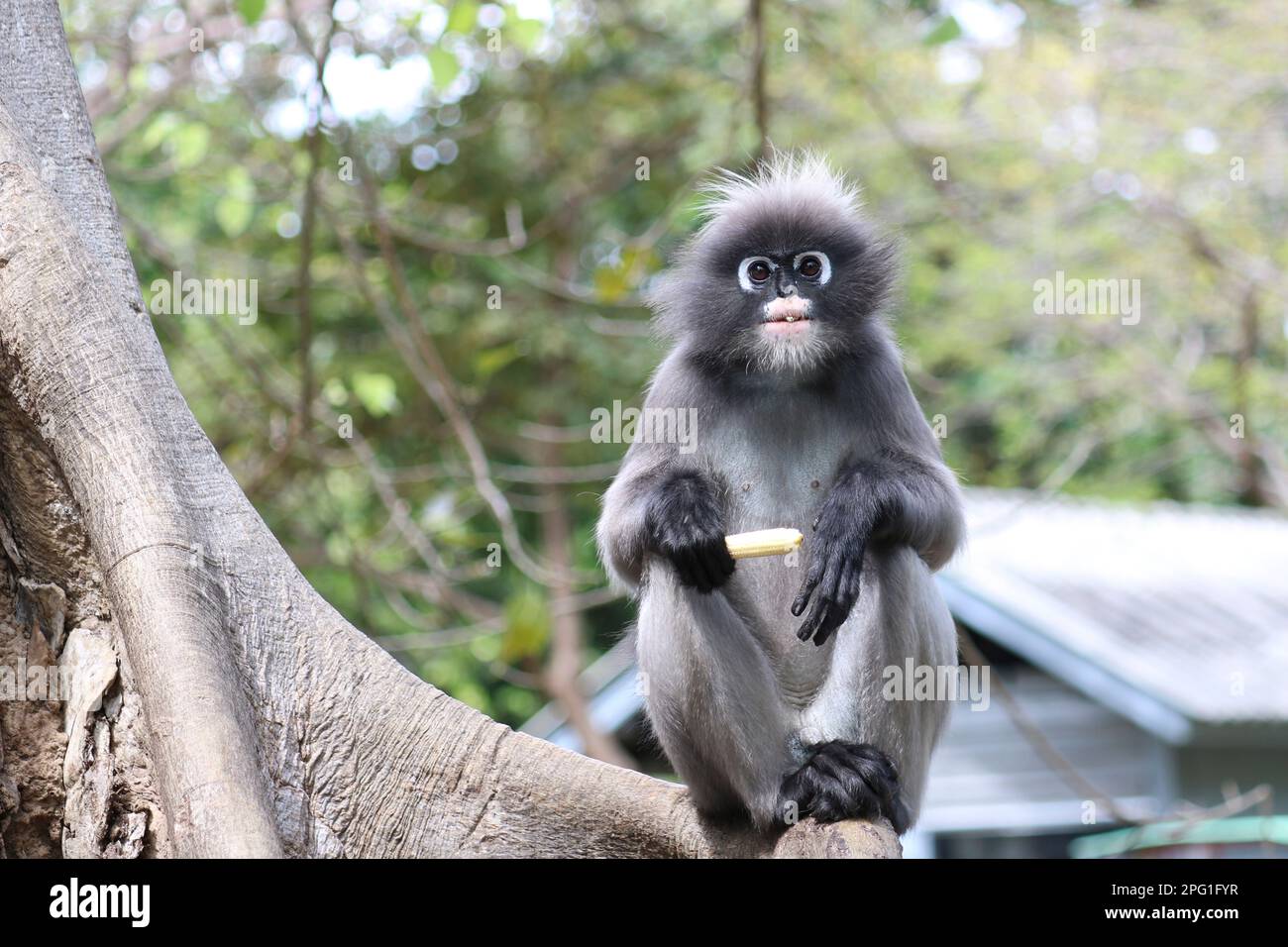 Cute adult dusky leaf monkey (Trachypithecus obscurus) sits on a tree ...