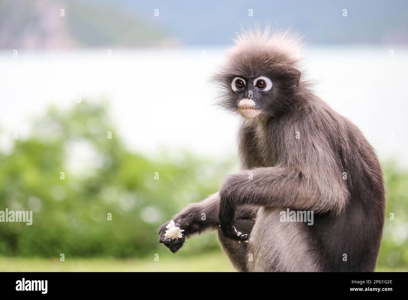 Shaggy cute young dusky leaf monkey (Trachypithecus obscurus) took out ...