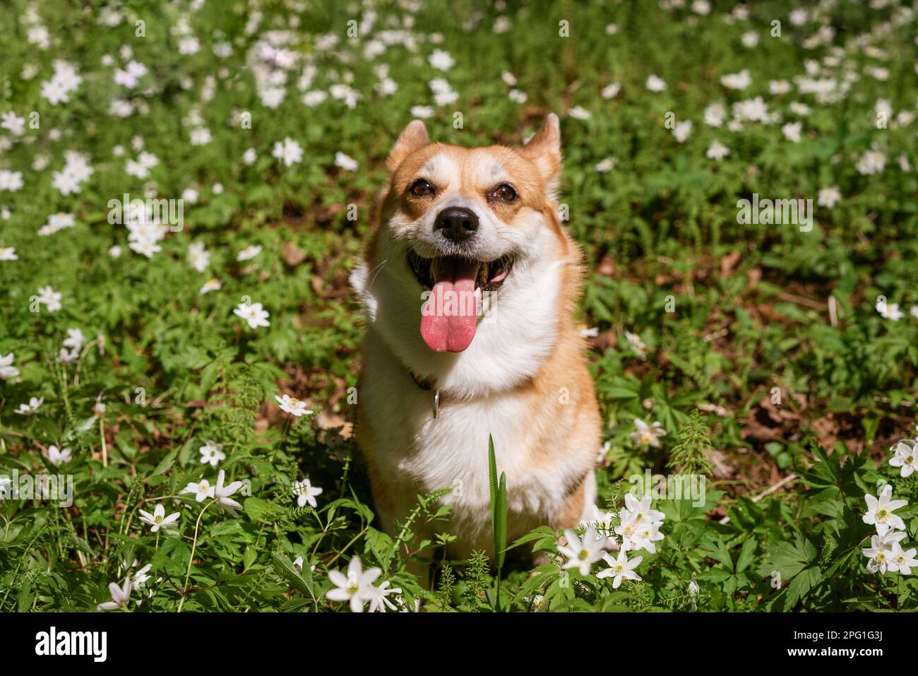 Natural background with cute Corgi Dog sitting on a spring sunny meadow ...