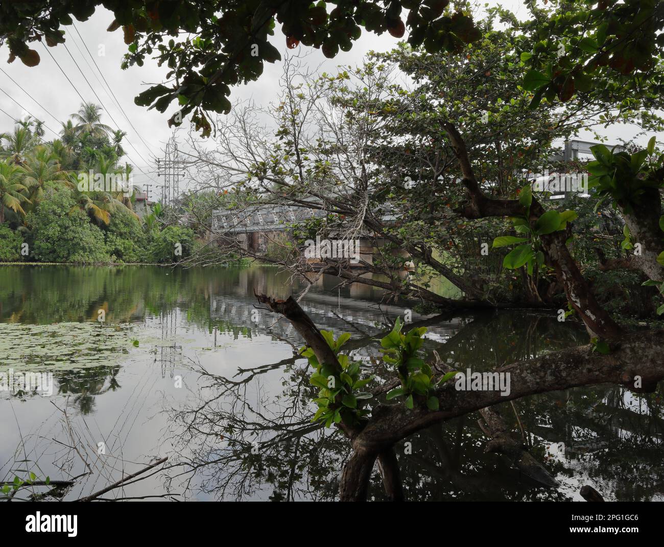 River landscape view of the Bolgoda River from the river bank view ...