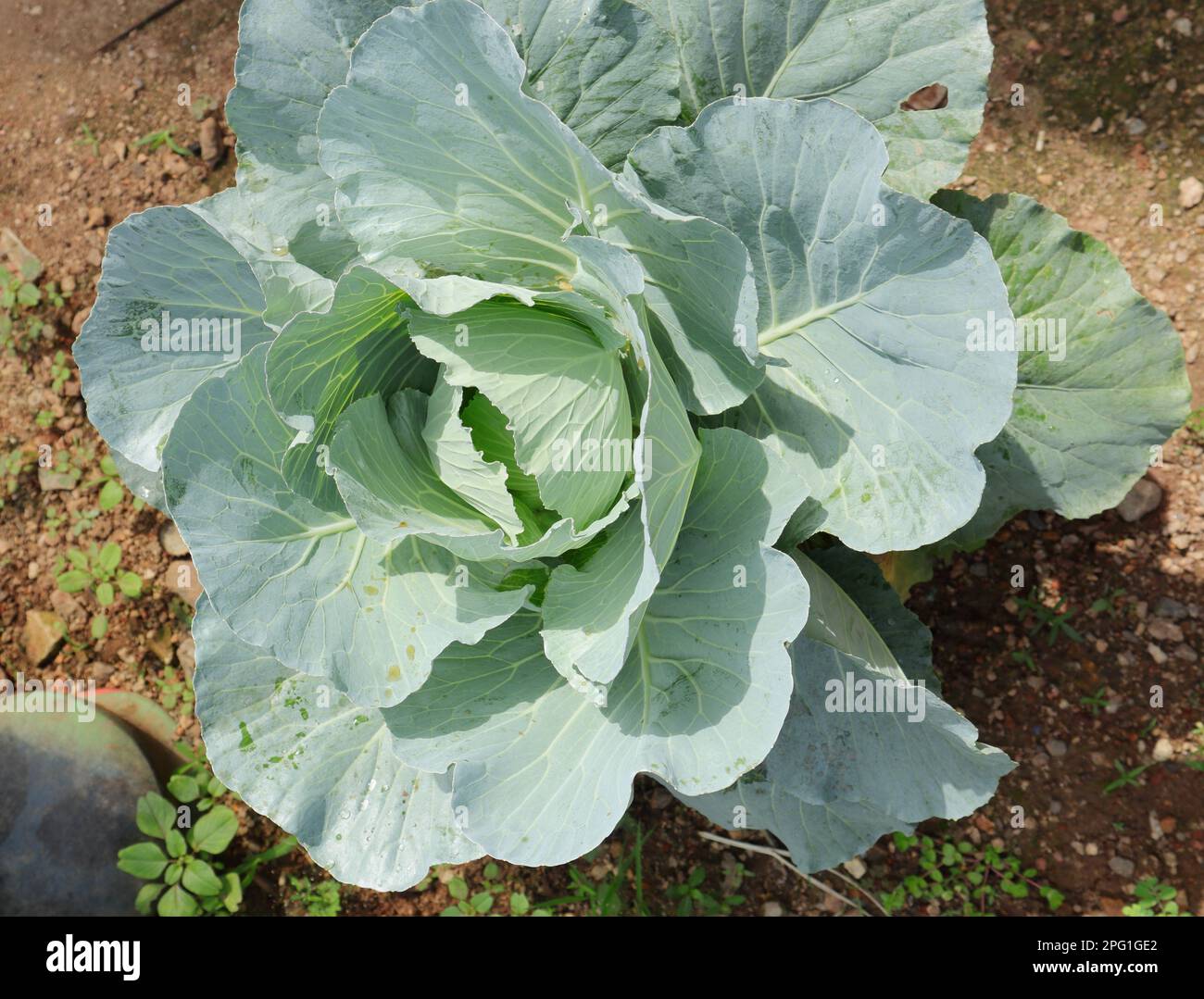 View from the above of light green open leaves of a Cabbage plant grows ...