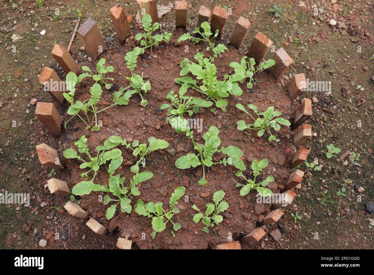 Top view of newly sprouted Radish plants growing on the ground inside a ...