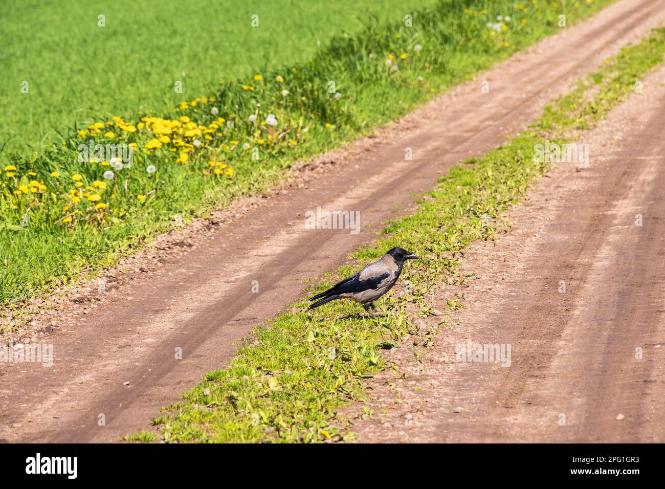 Hooded crow on the middle of the road Stock Photo - Alamy