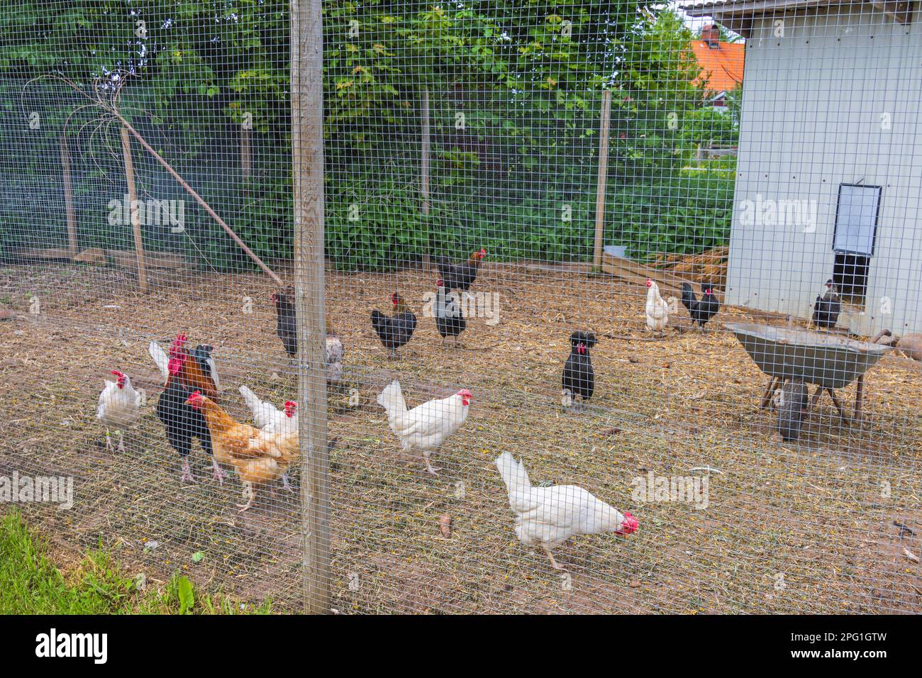Chicken farm in the country Stock Photo - Alamy