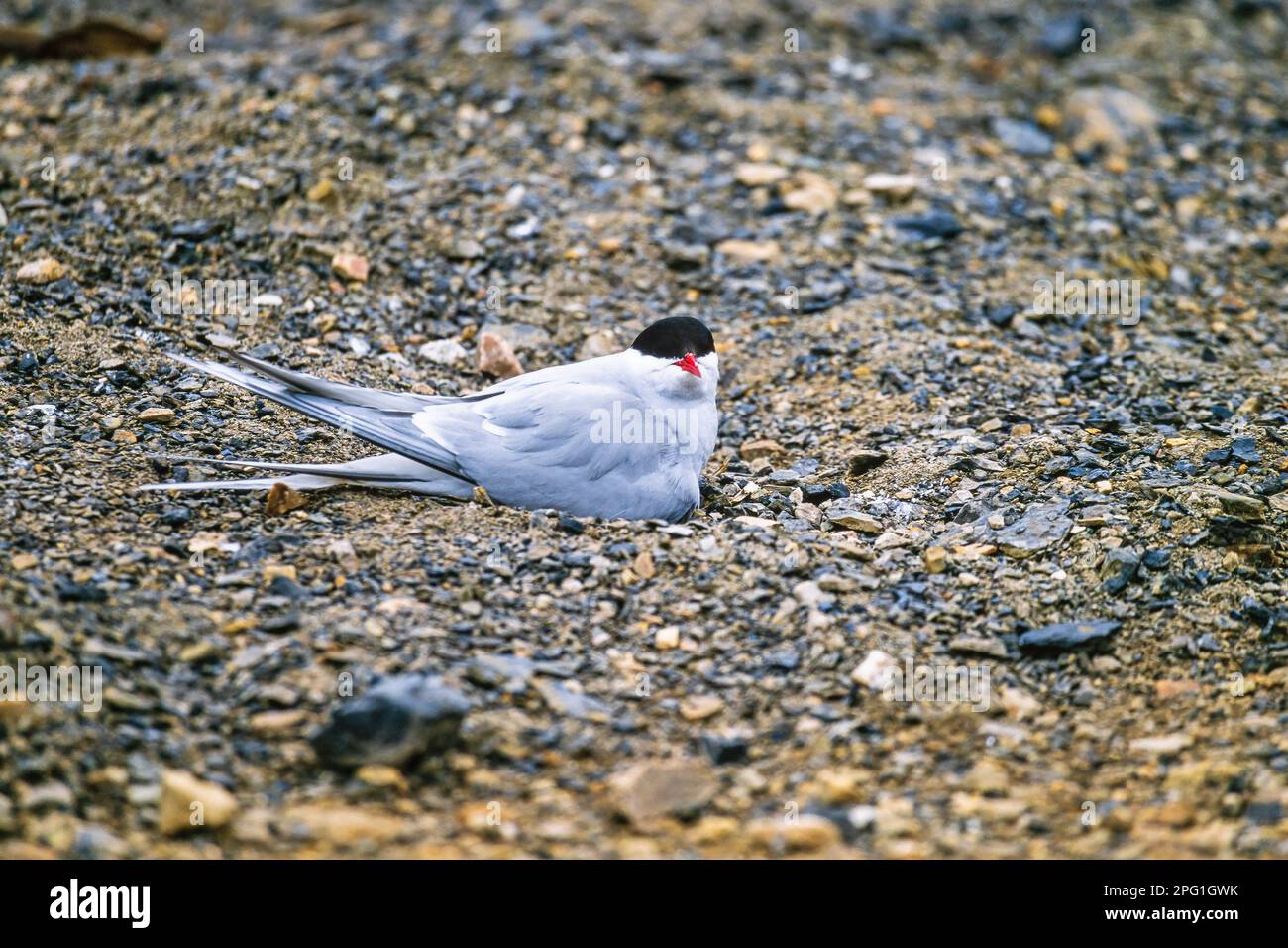 Nesting Arctic tern on the ground Stock Photo - Alamy