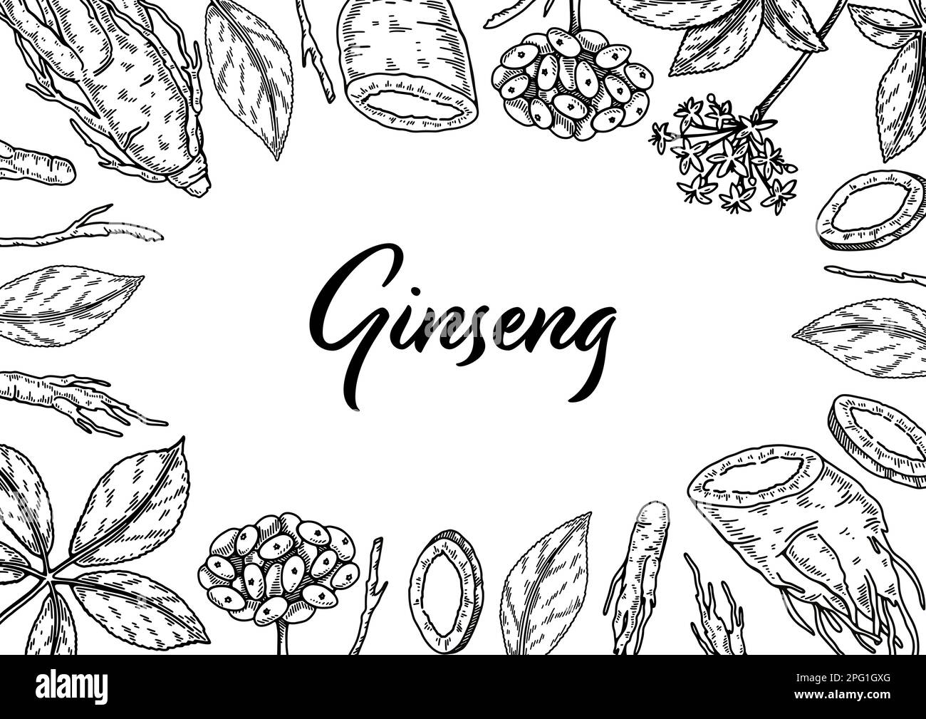 Ginseng leaf Stock Vector Images - Alamy