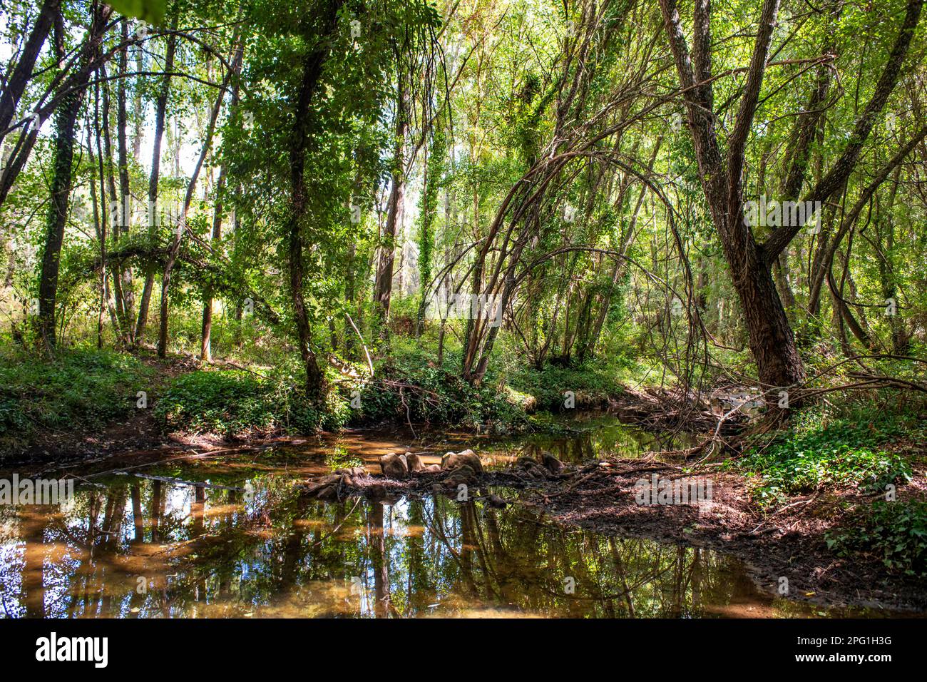 Green nature area and vegetación Isla Margaria, San Nicolas del Puerto ...
