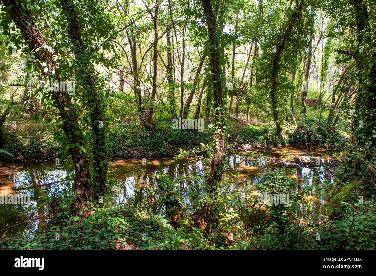 Green nature area and vegetación Isla Margaria, San Nicolas del Puerto ...