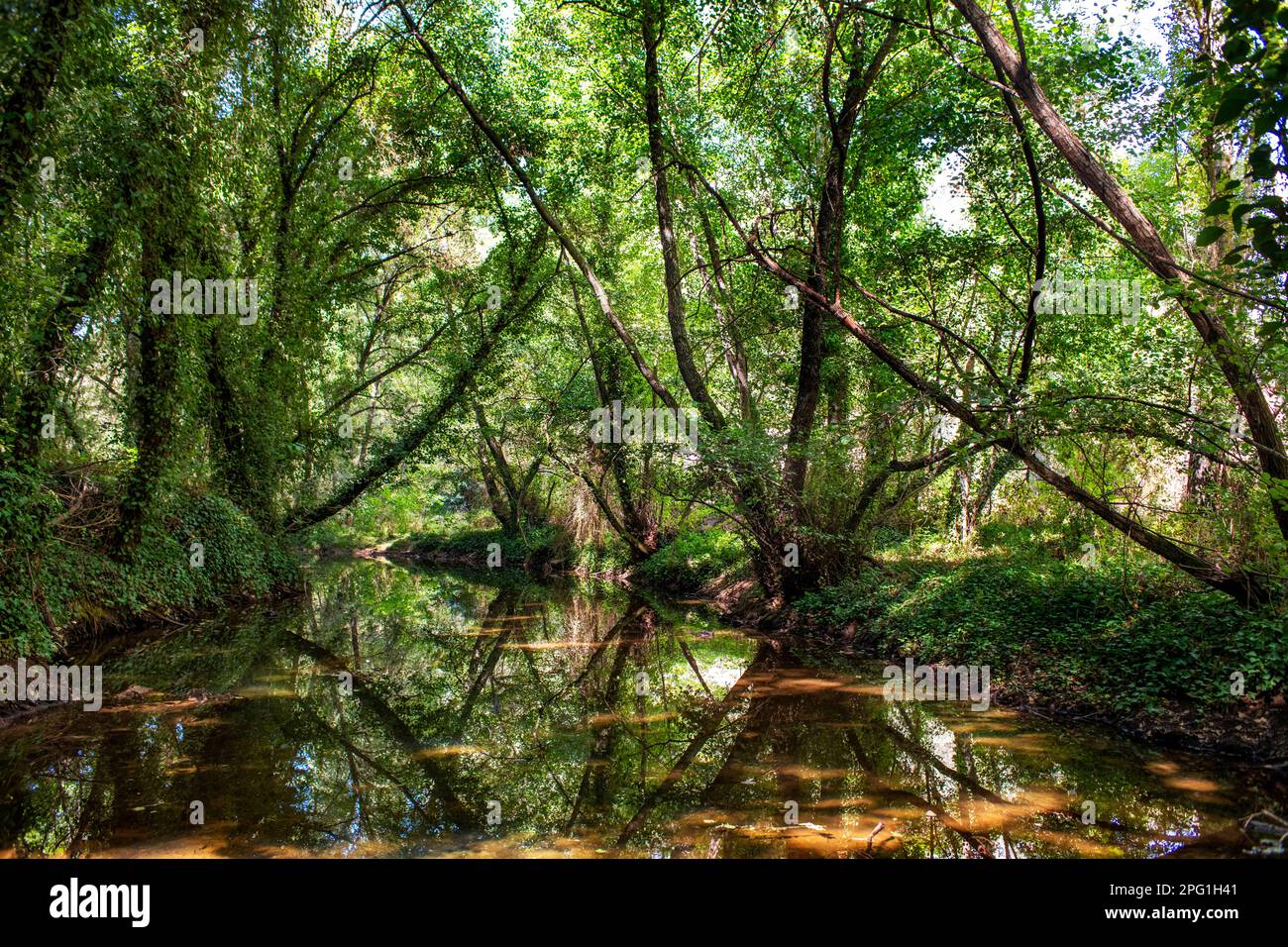 Green nature area and vegetación Isla Margaria, San Nicolas del Puerto ...
