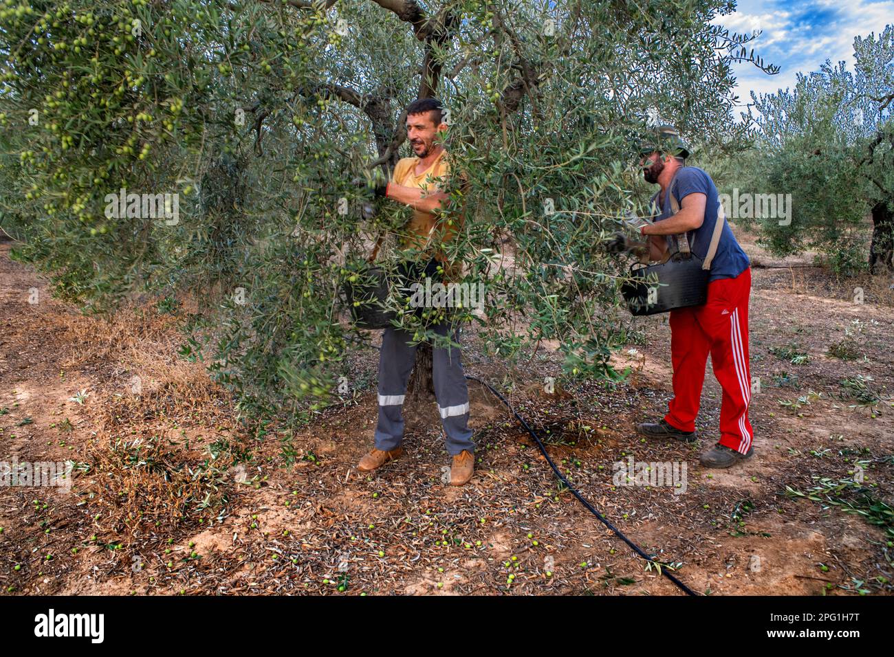 Workers collecting the olives from the olive trees, Cañada de los ...