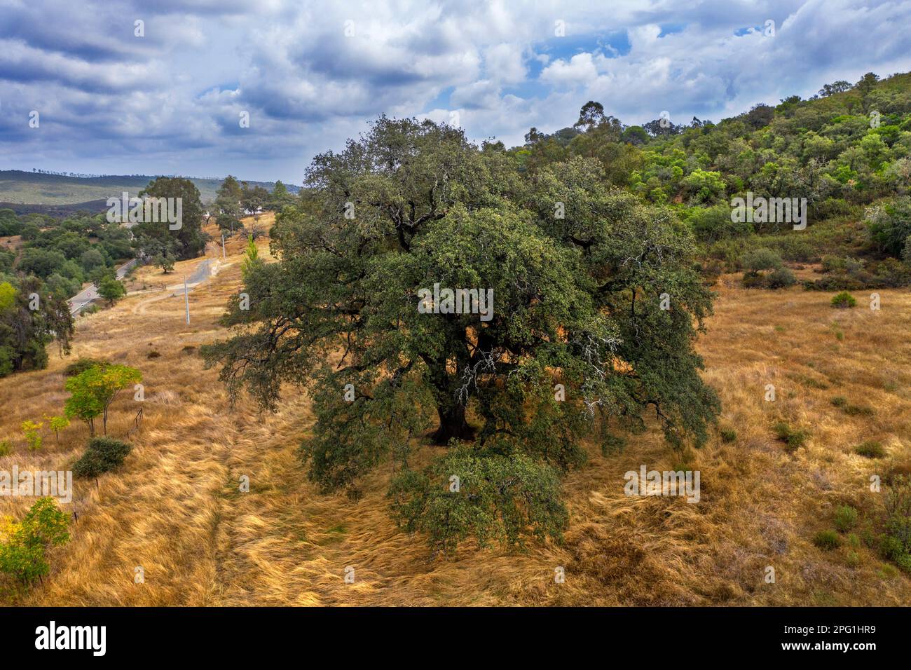 Encina de los perros hi-res stock photography and images - Alamy