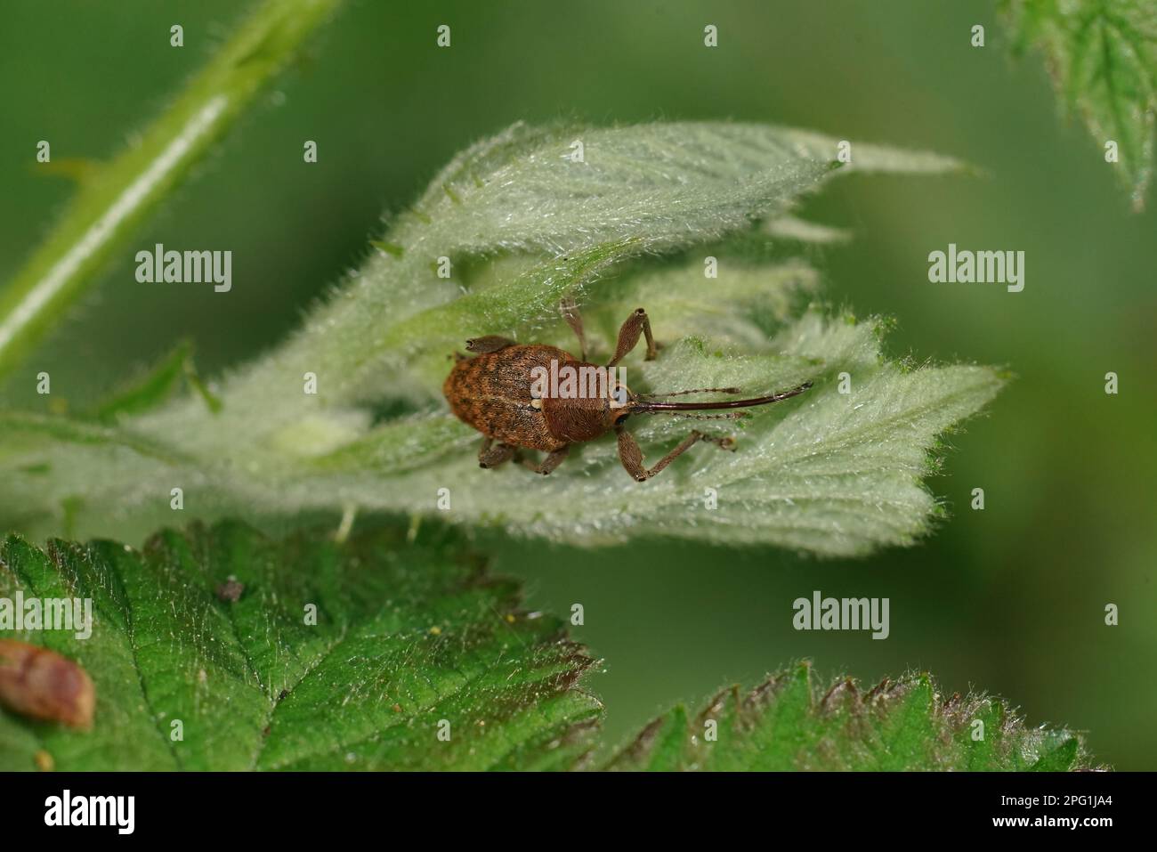 Natural closeup on a small brown European carpophagus Acorn weevil ...