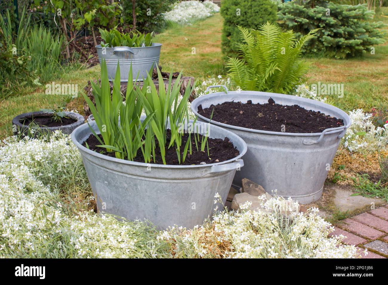 rustic garden - plants in tin tubs and fern Stock Photo - Alamy